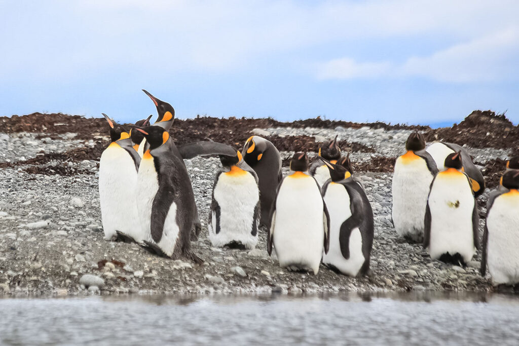 Torres del Paine | King Penguins | ExperienceExperience Chile