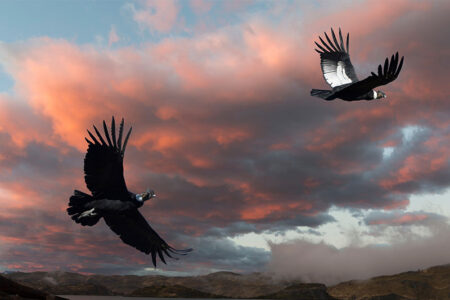 Torres del Paine | Birds of Prey | Experience ChileExperience Chile