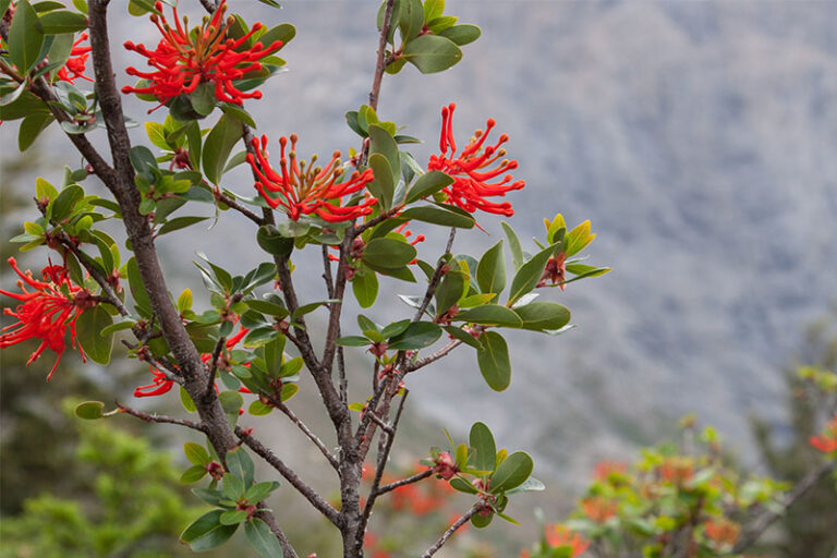 Torres del Paine | Flora | Experience ChileExperience Chile