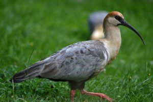 Torres del Paine | Birds | Experience ChileExperience Chile