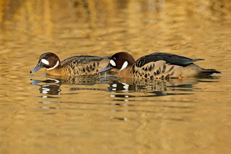 Torres del Paine | Birds | Experience Chile