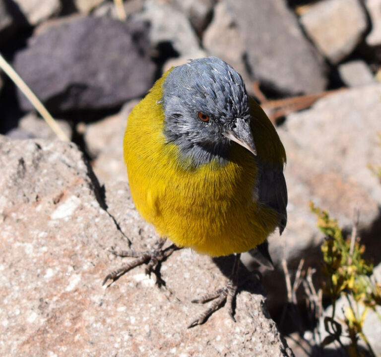 Torres del Paine | Birds | Experience ChileExperience Chile