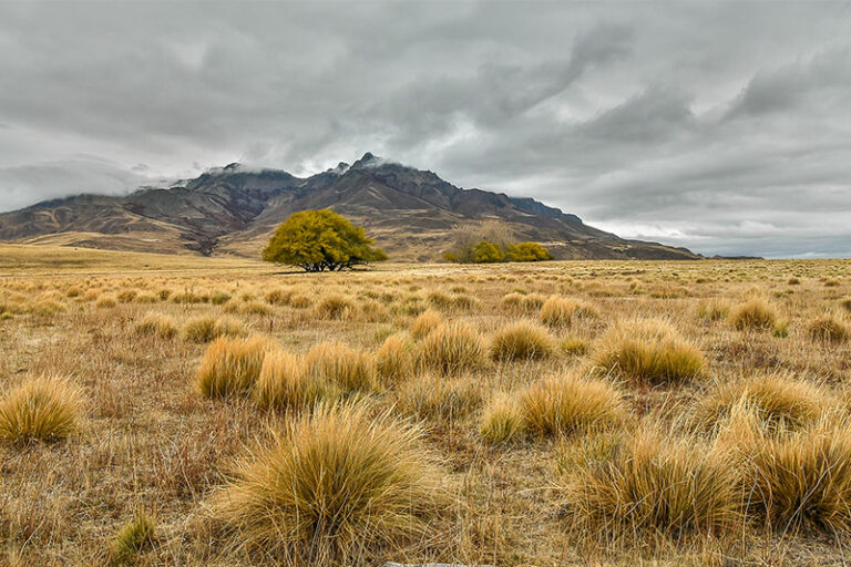 Torres del Paine | Flora | Experience ChileExperience Chile