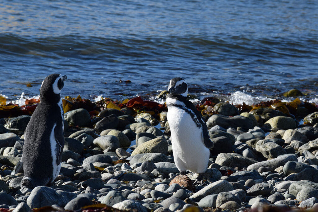 Punta Arenas | Activities | Experience ChileExperience Chile