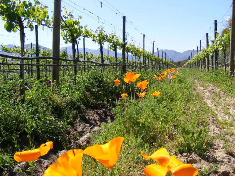 Chile Wine | Tours and AccommodationExperience Chile
