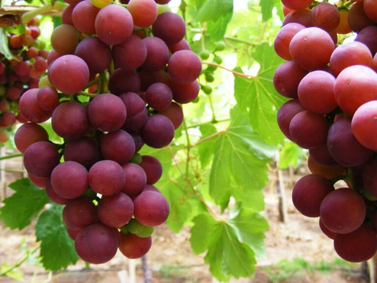 Chile | Maipo Wine Valley | Experience ChileExperience Chile